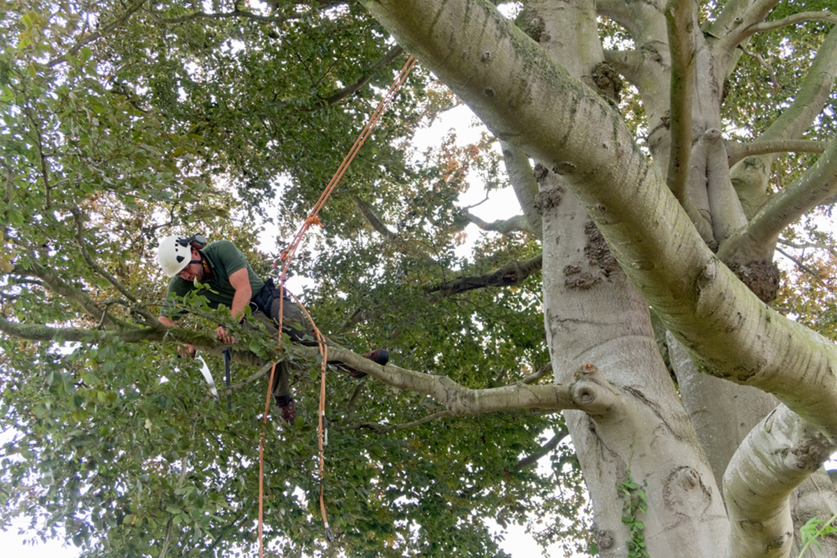 Tree Surveys in Liverpool: support with planning - Tree Surveys